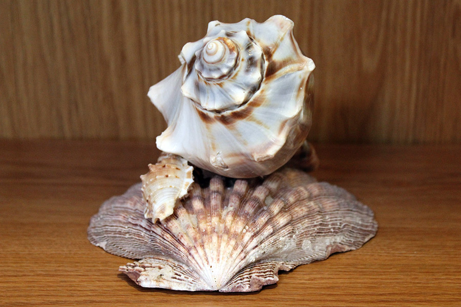 Conch Shell Centerpiece - Sea Treasure by Patrice