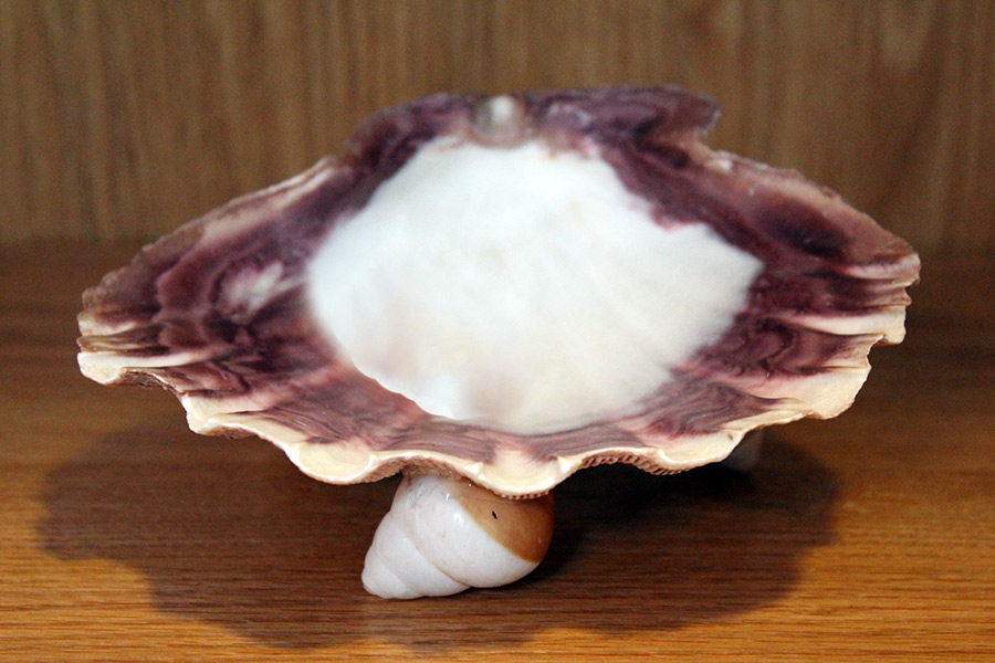 Shell Soap Dish - Sea Treasure by Patrice