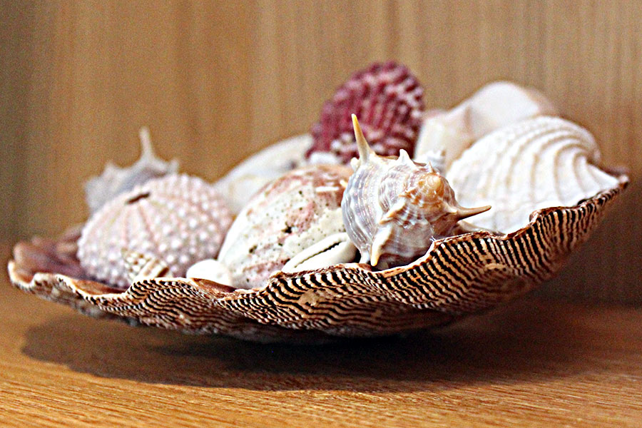 Sea Treasure Shell - Sea Treasure by Patrice