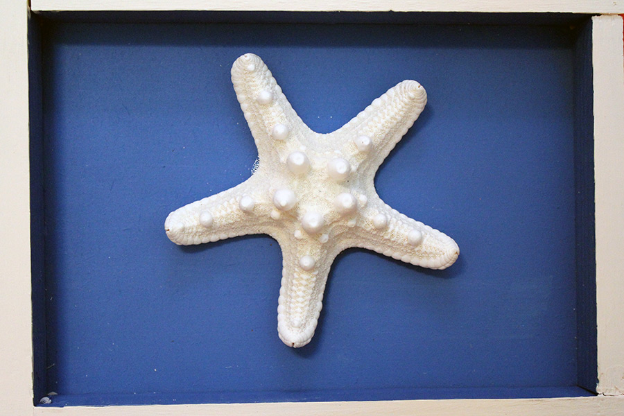 Shell Wall Collage - Sea Treasure by Patrice