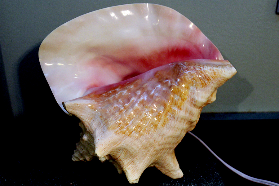 Shell Light-Conch Shell: Night Light; Beach Decor Lights; Home Decor ...