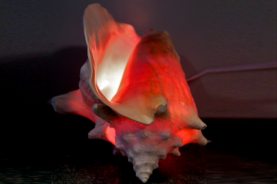 Shell Light-Conch Shell: Night Light; Beach Decor Lights; Home Decor ...